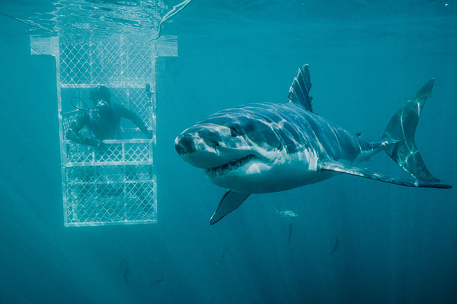 Ecosystems on the Brink